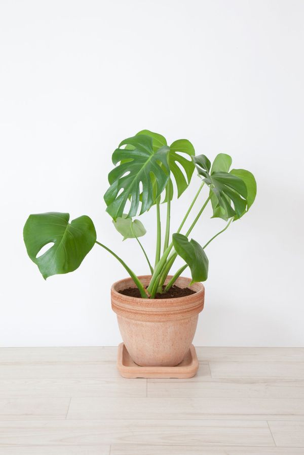 Exotic Monstera Varieties To Grow At Home | Gardening Know How