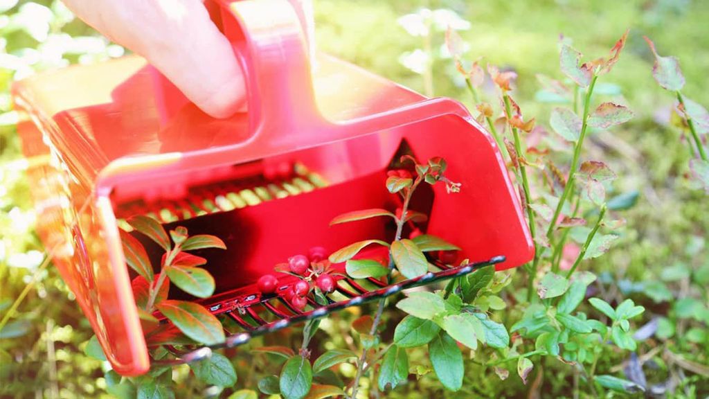 What are the different types of rakes and what do they do? | Tom's Guide