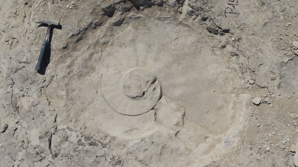 Human-size ammonites swam the Atlantic Ocean 80 million years ago ...