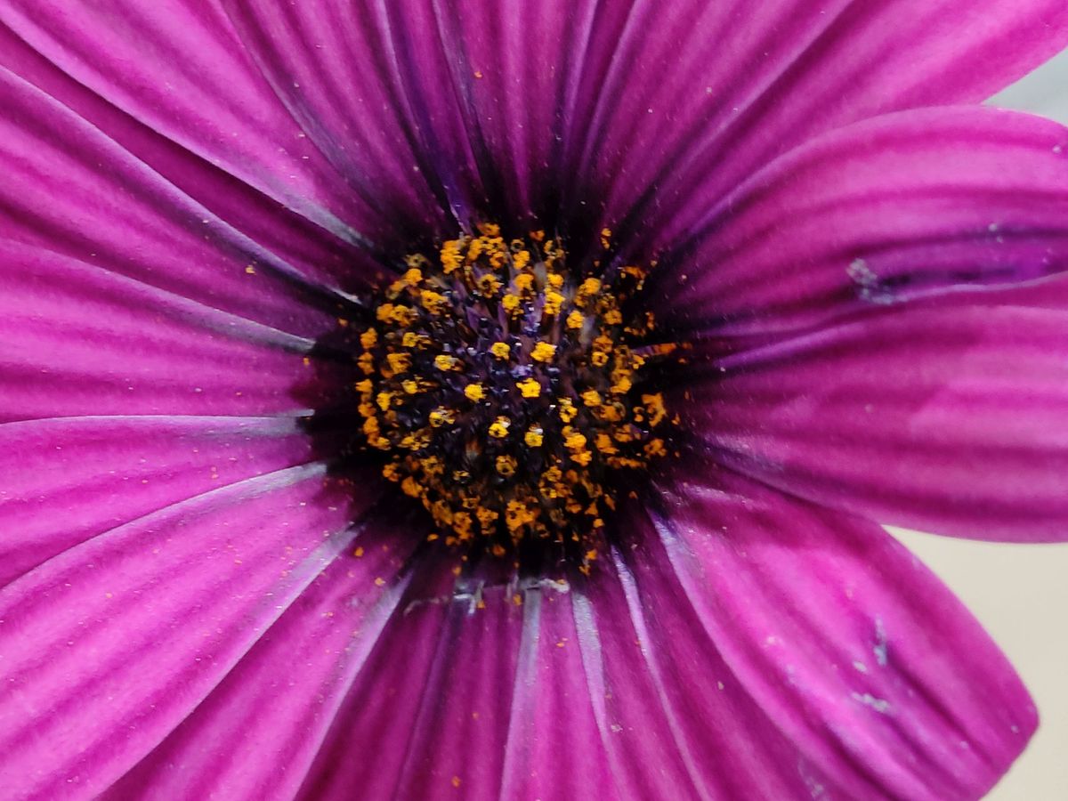 Pixel 9a macro mode — here's how it compares to the iPhone 16 Pro and ...