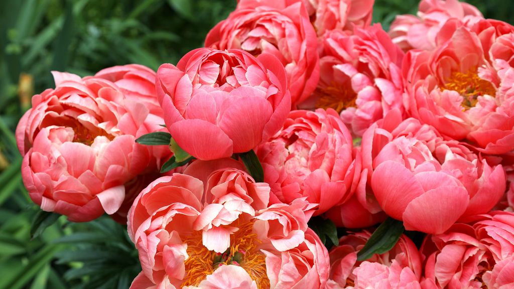 ‘Coral Charm’ Peony Care For An Abundance Of Salmon Pinks | Gardening ...