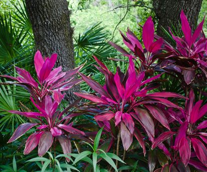 How to grow a Hawaiian ti plant: advice from horticultural pros | Homes ...