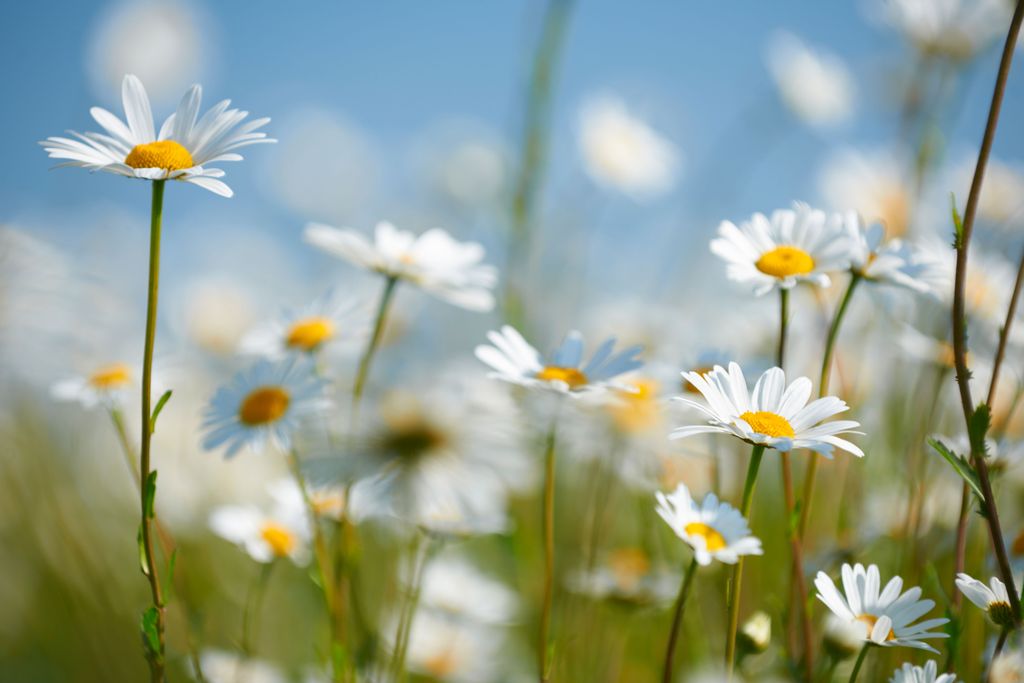 Delights of the daisy: The tiny flower with huge charm that's entranced ...