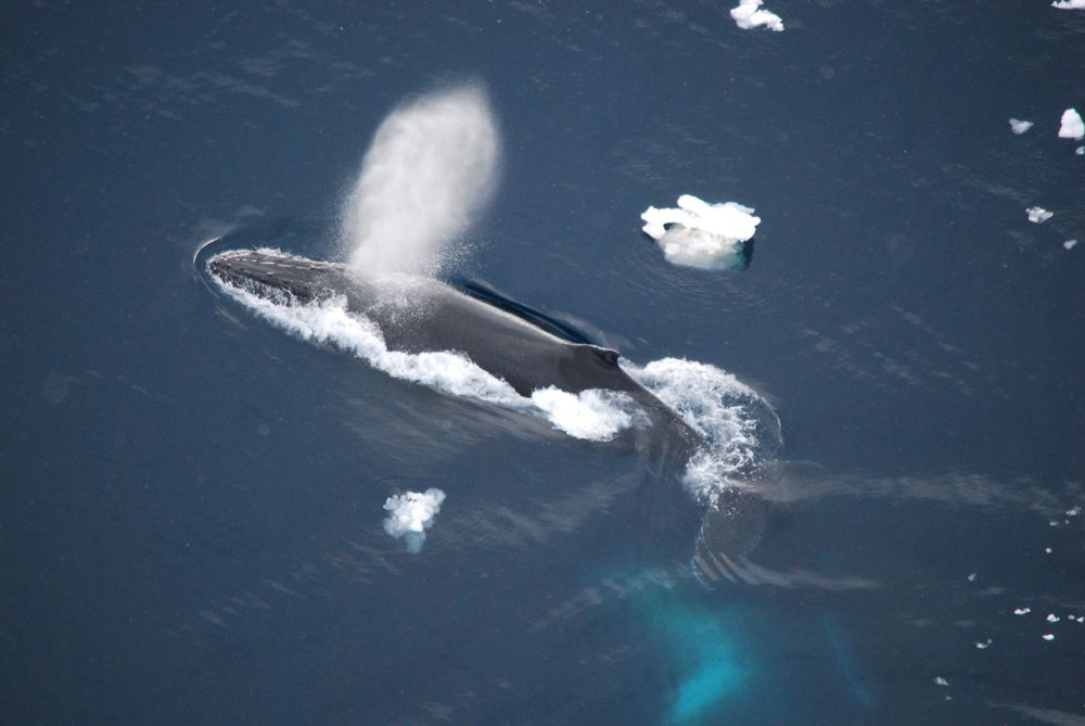 Whale of a Surprise: Humpbacks Winter in Antarctica | Live Science
