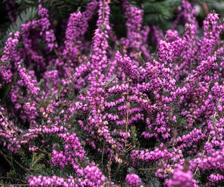 These 10 Flowering Bushes Will Knock Your Socks Off | Gardening Know How