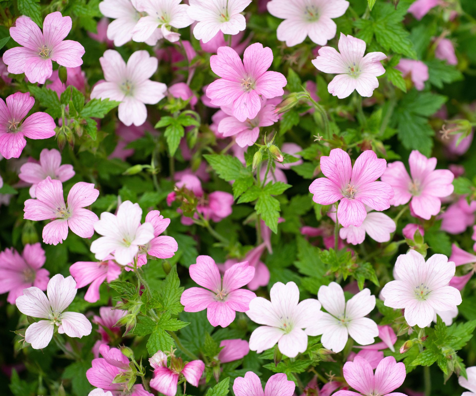 Hardy geranium varieties: 15 cranesbills for every garden | Homes & Gardens