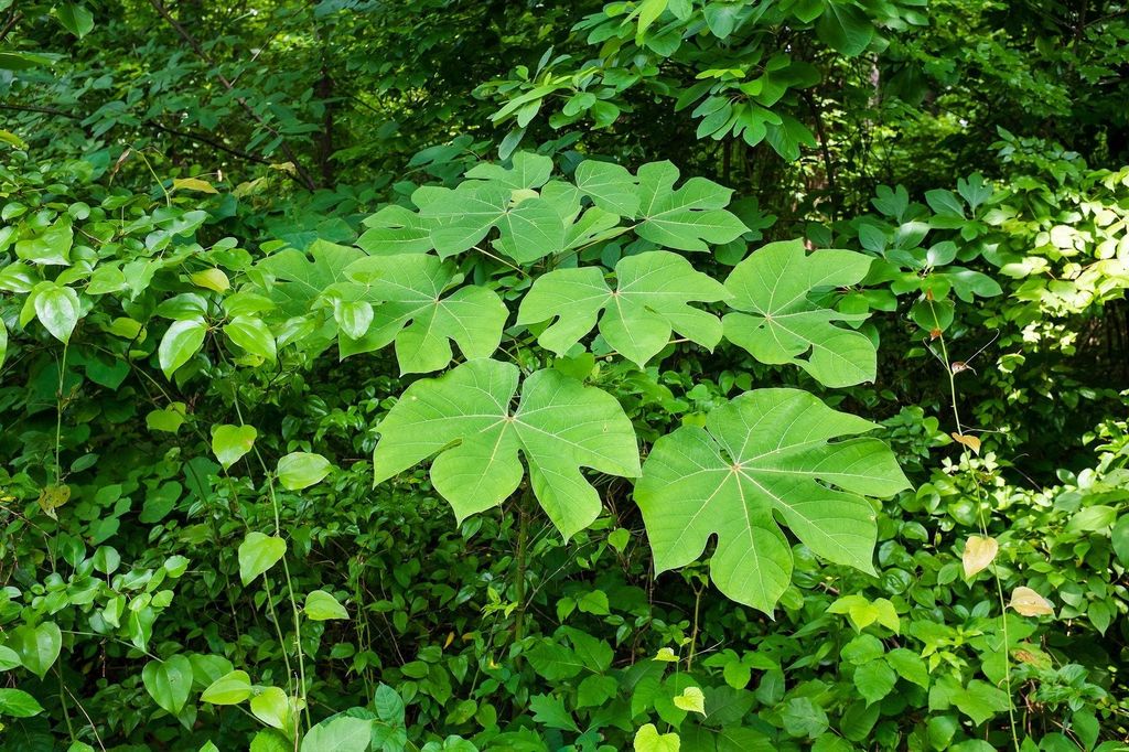 What Is A Chinese Parasol Tree - Tips For Growing Chinese Parasol Trees ...