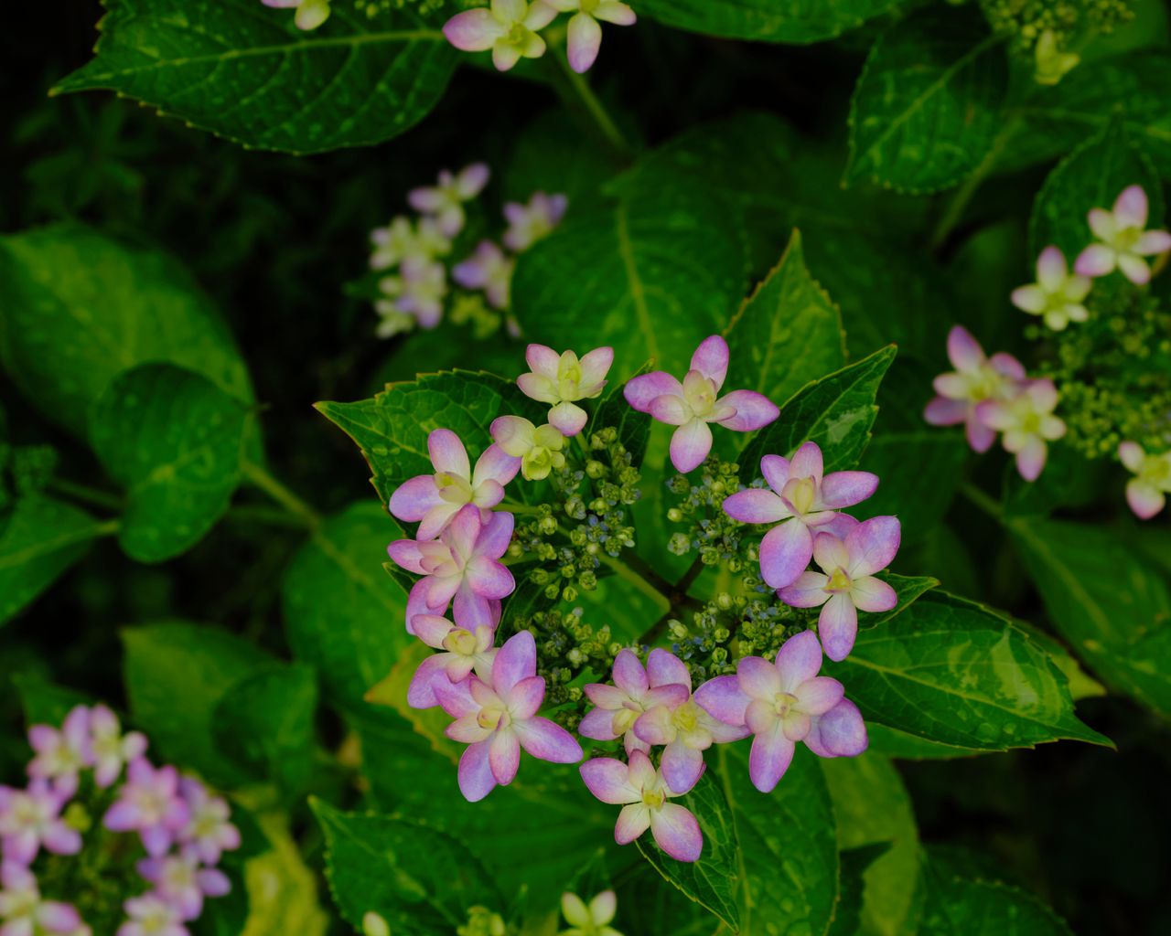 How To Grow Mountain Hydrangea For Spectacular Blooms | Gardening Know How