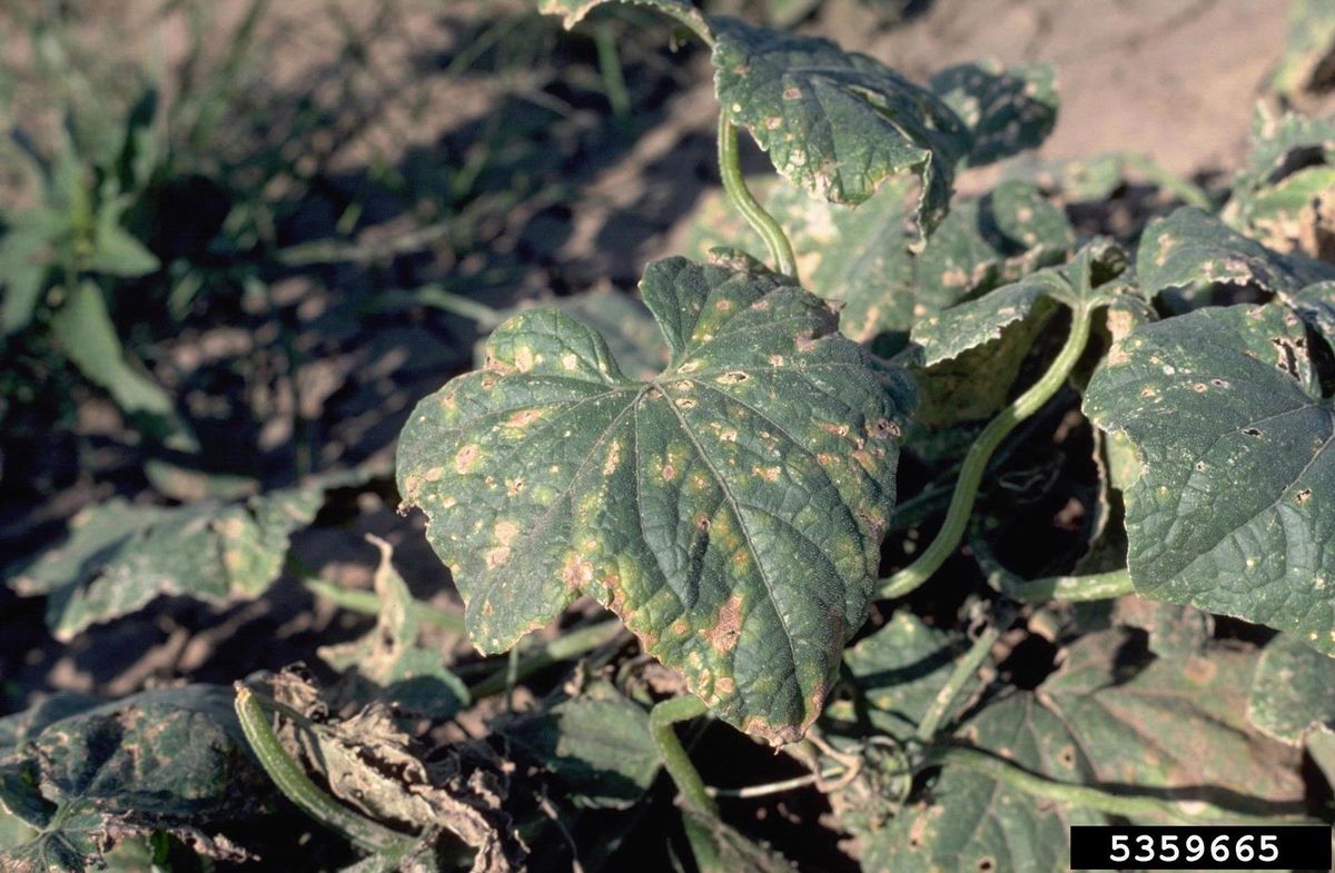Angular Leaf Spot Control: How To Treat Cucurbits With Angular Leaf ...