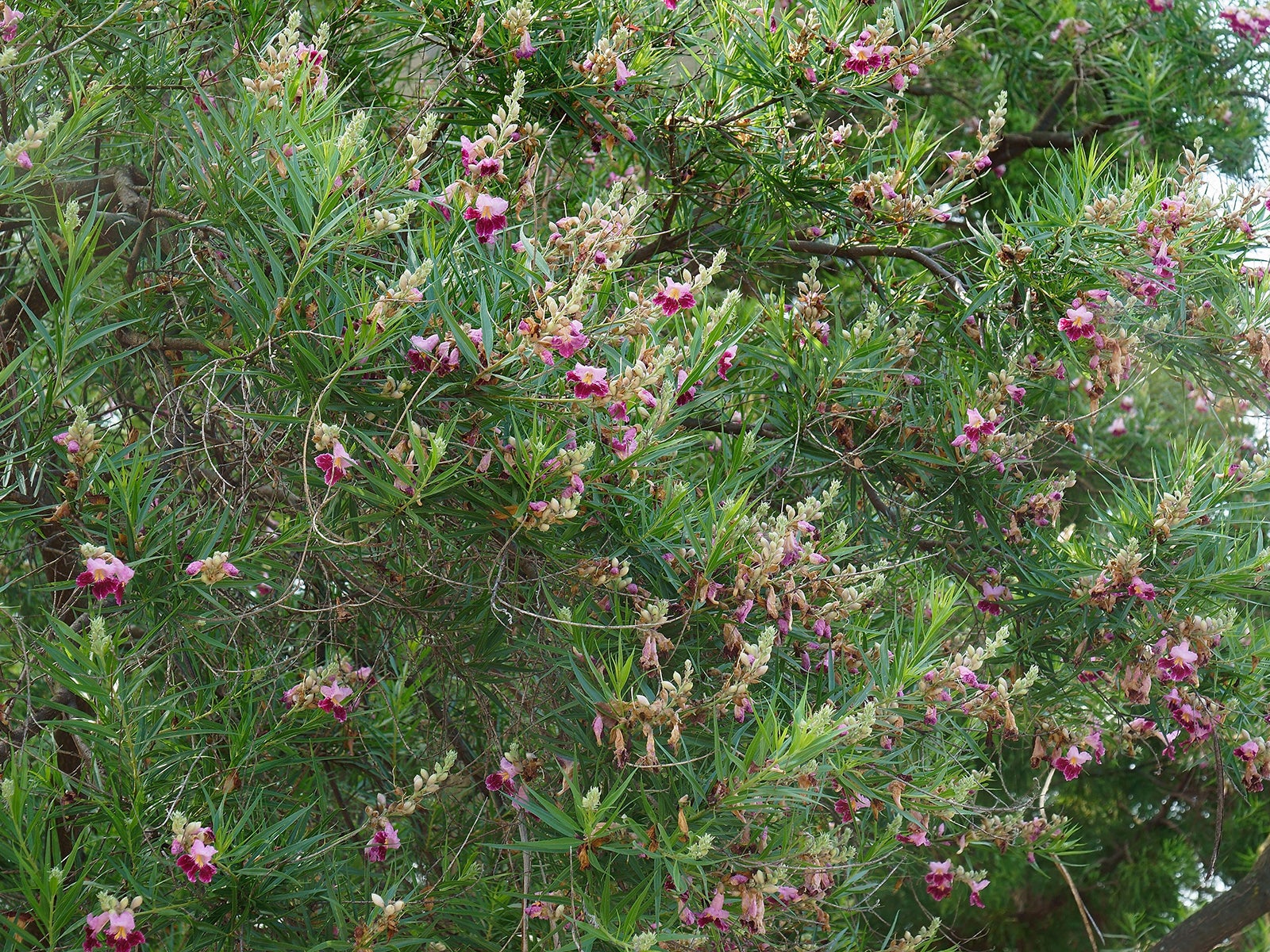 10 Trees That Will Add Value To Your Home – According To Experts ...