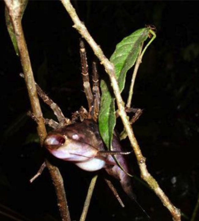 In Photos: Fish-Eating Spiders Around the World | Live Science