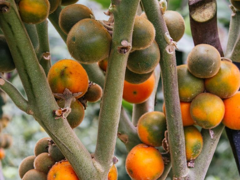 Growing Naranjilla: Learn About Naranjilla Growing Conditions ...