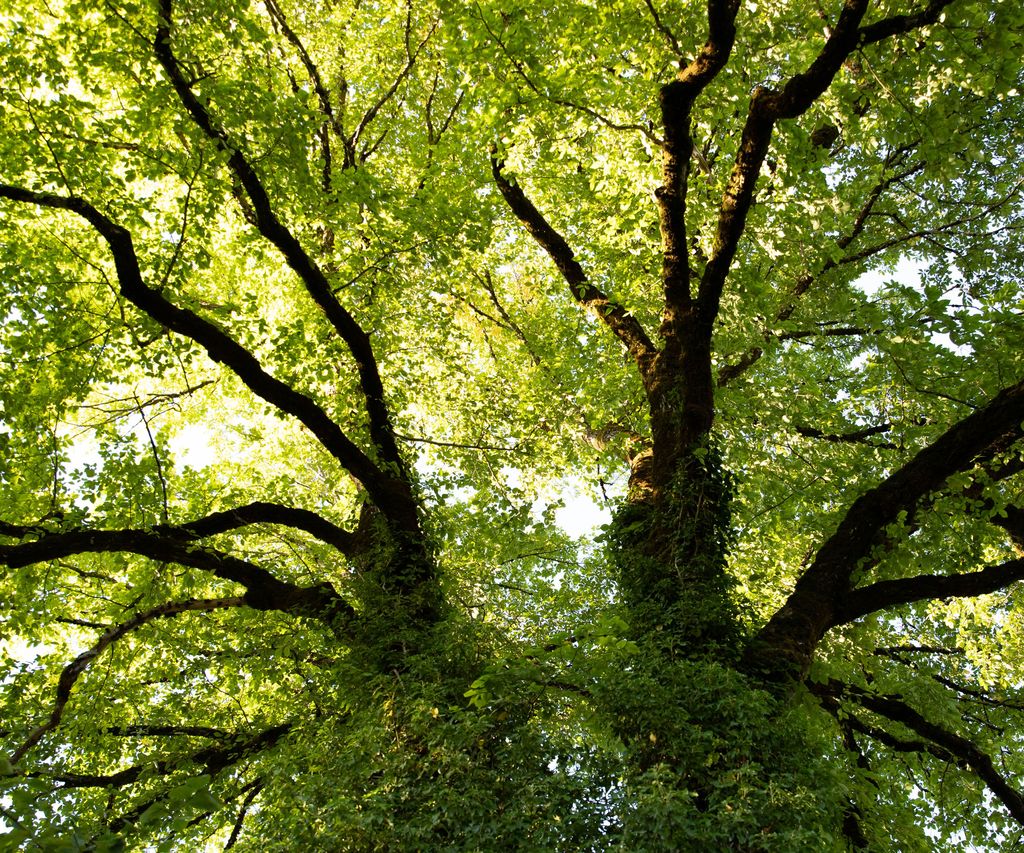 Birth Month Trees: Find All 12 and Their Special Meanings | Gardening ...