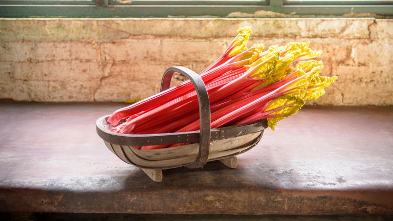 When to harvest rhubarb - how to know when it's ready | Ideal Home