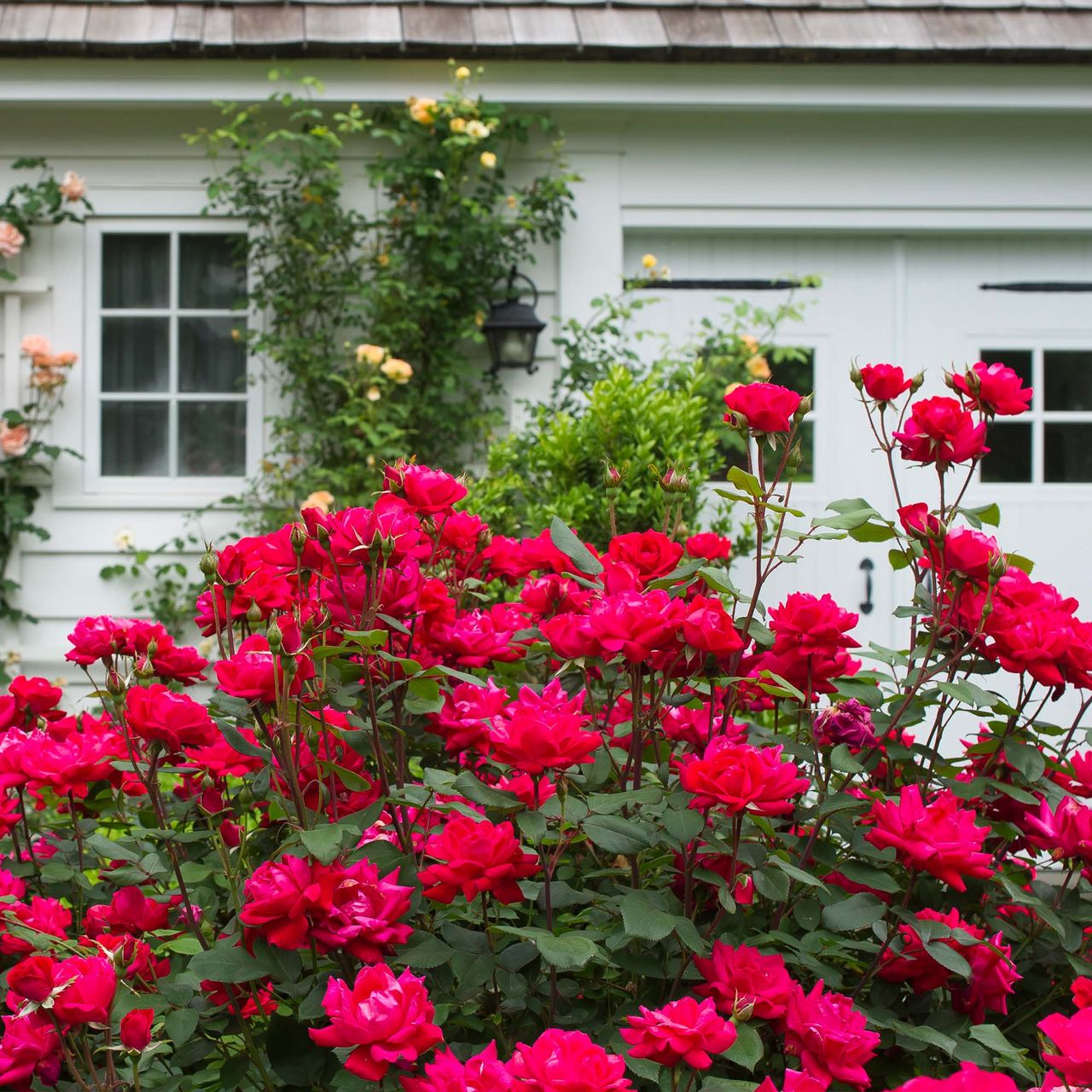 How to care for Knock Out roses - tips for healthy shrubs | Homes and ...