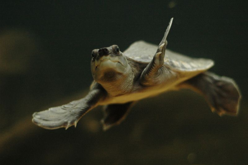 Image Gallery: Fossilized Turtles Caught in the Act | Live Science