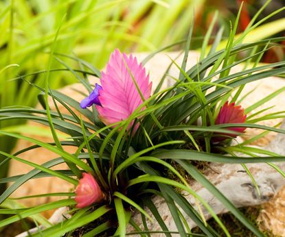 Types of air plants: 8 varieties and how to care for them | Homes and ...