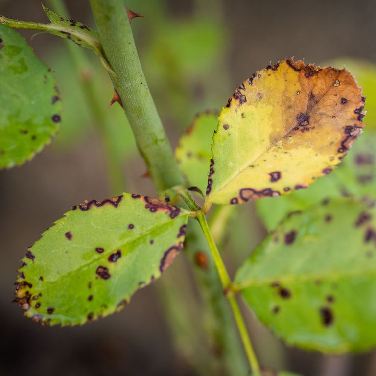 Why are my rose leaves turning yellow? And how to fix them | Ideal Home