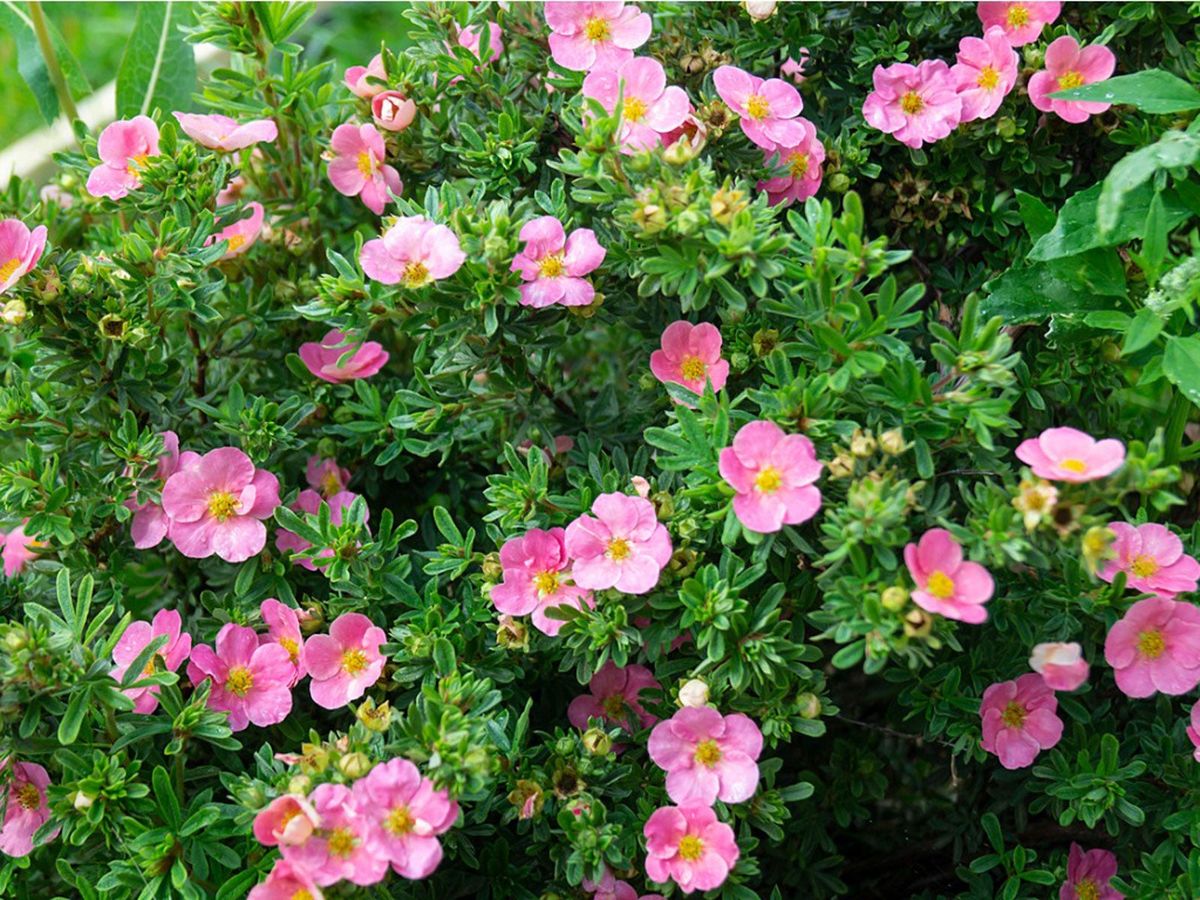 Wetland Native Shrub Selection: Choosing Shrubs For Wetland Sites ...