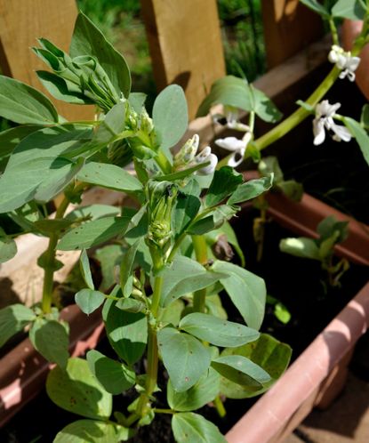 How to grow fava beans in containers: tips for a good crop | Homes and ...