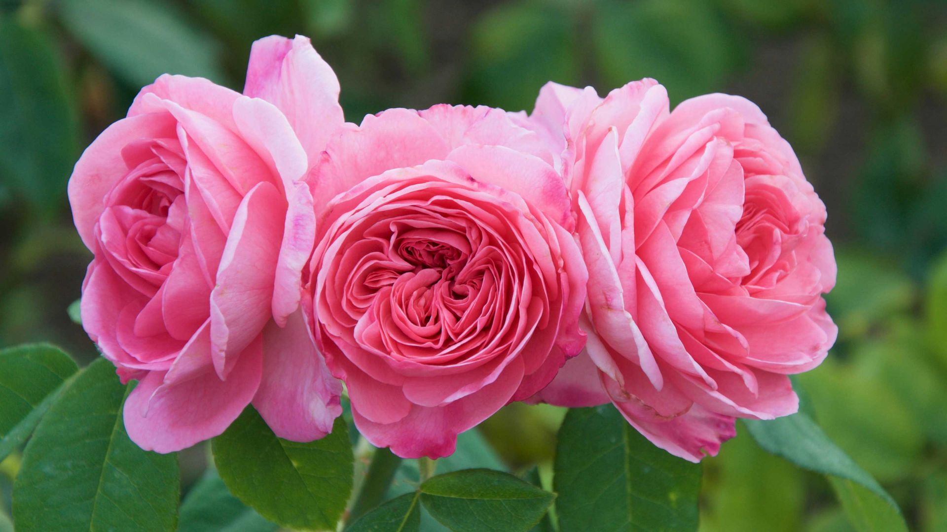 Repeat-flowering roses: 15 choices for blooms all summer | Gardeningetc