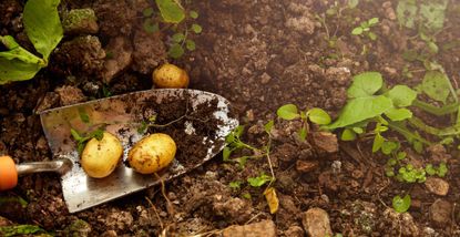 When to start chitting potatoes: an expert guide | Woman & Home