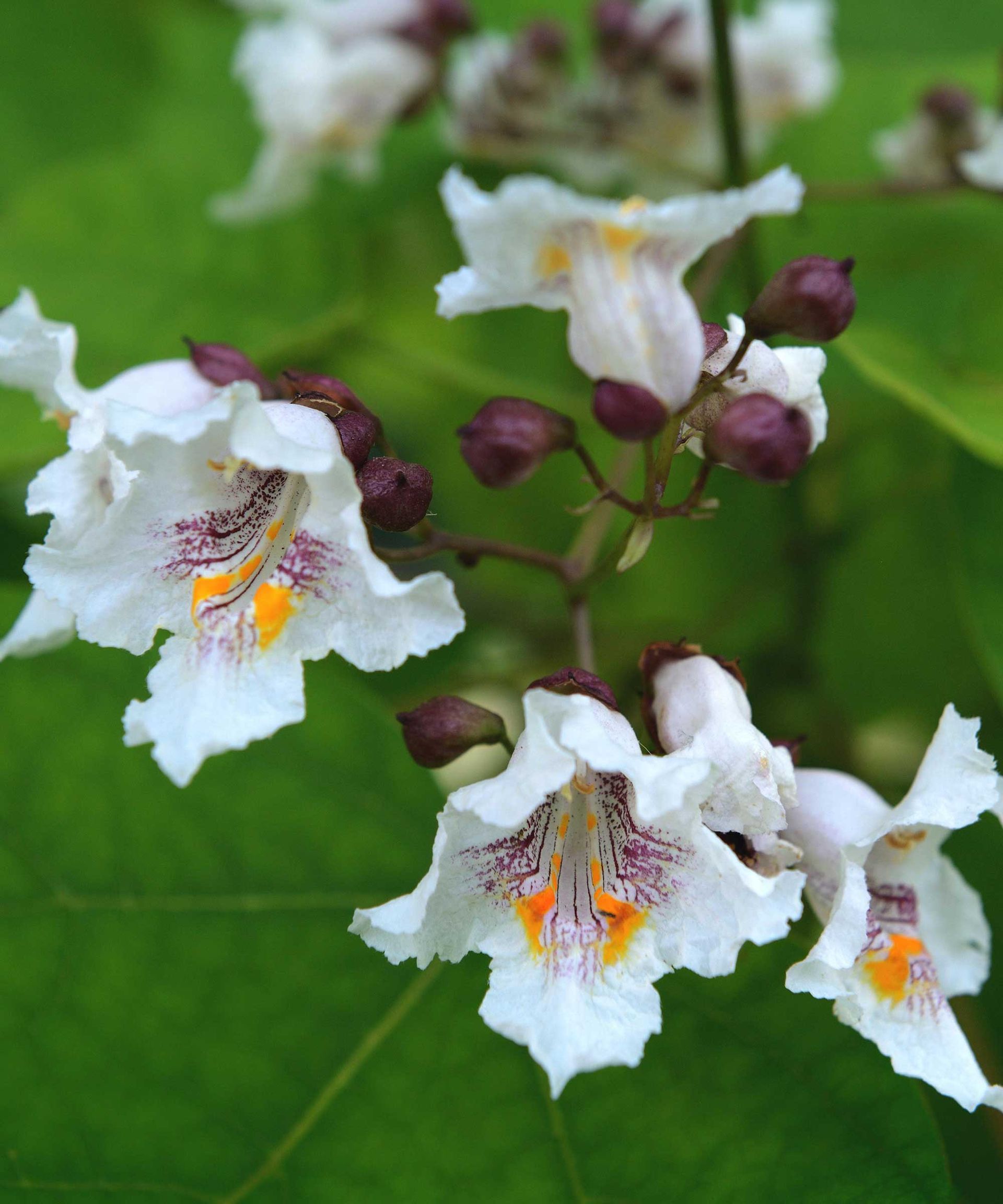 Trees that attract hummingbirds: 8 flowering choices | Homes and Gardens