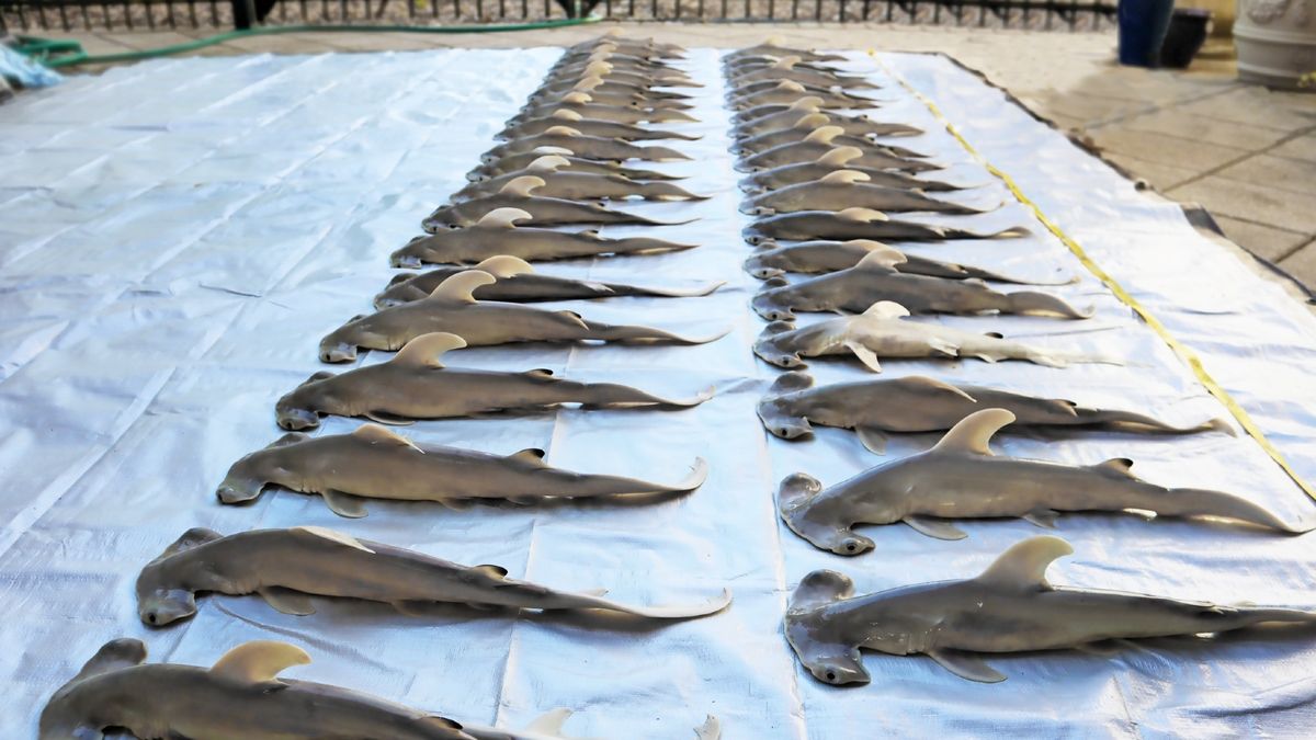 Critically endangered hammerhead shark found dead on US beach was pregnant with 40 pups | Live ...