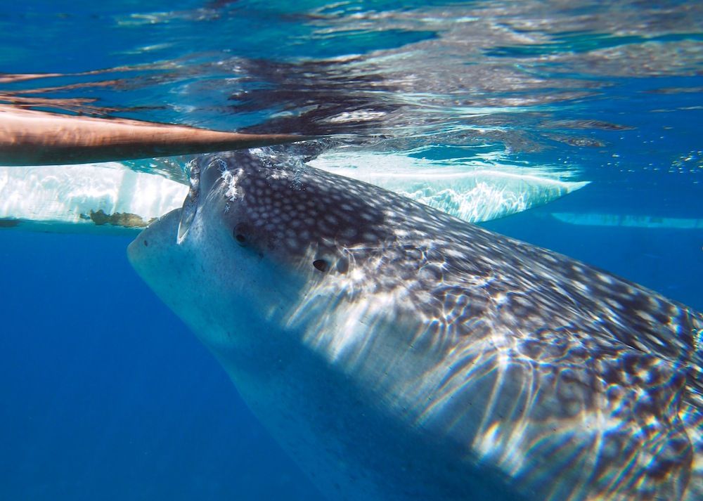 In Images: Tale of an Injured Whale Shark | Live Science