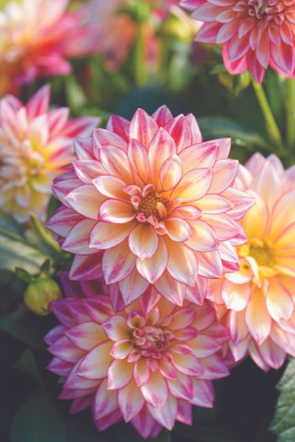 The 5 most beautiful flowers to plant now | Livingetc
