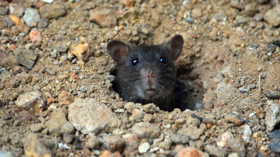 What animal is digging holes in my yard? 5 pests that could be the ...