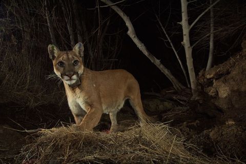 In Photos: Elusive Mountain Lions Come Out of Hiding | Live Science