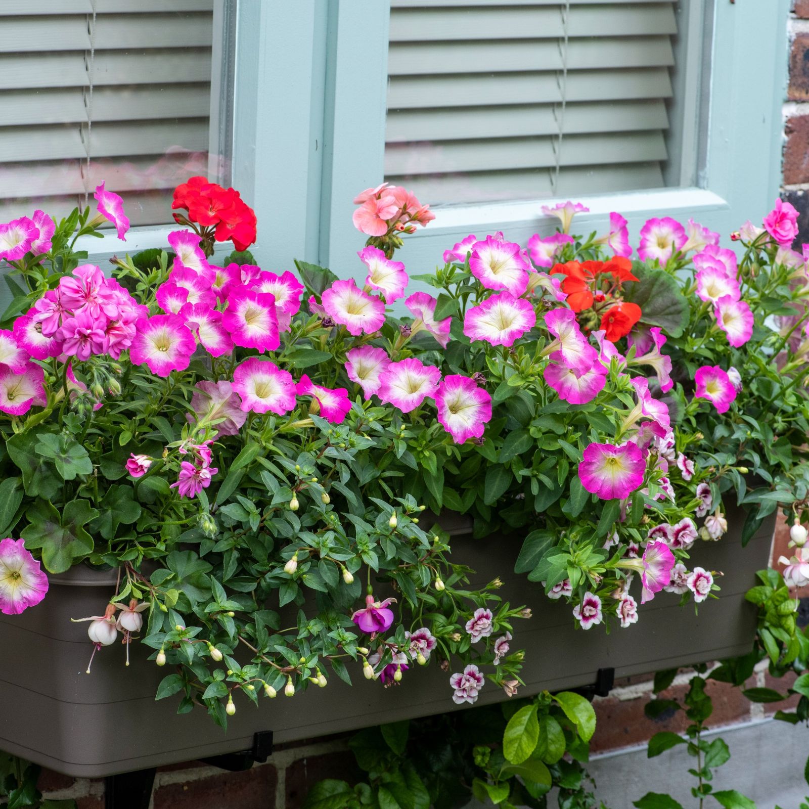 8 of the best trailing plants for outdoors | Ideal Home