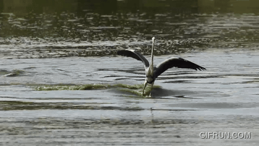 The Messiah isn’t Jesus, it’s this heron walking on water – which won a ...