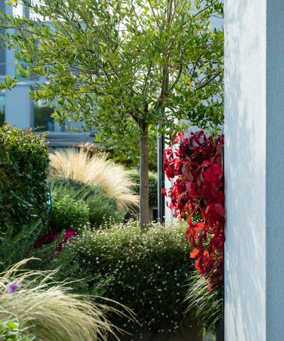 Landscaping with olive trees: 9 expert ideas | Homes and Gardens