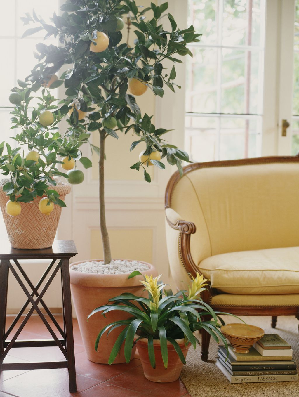 Indoor fruit trees - 9 varieties that yield tasty crops | Livingetc