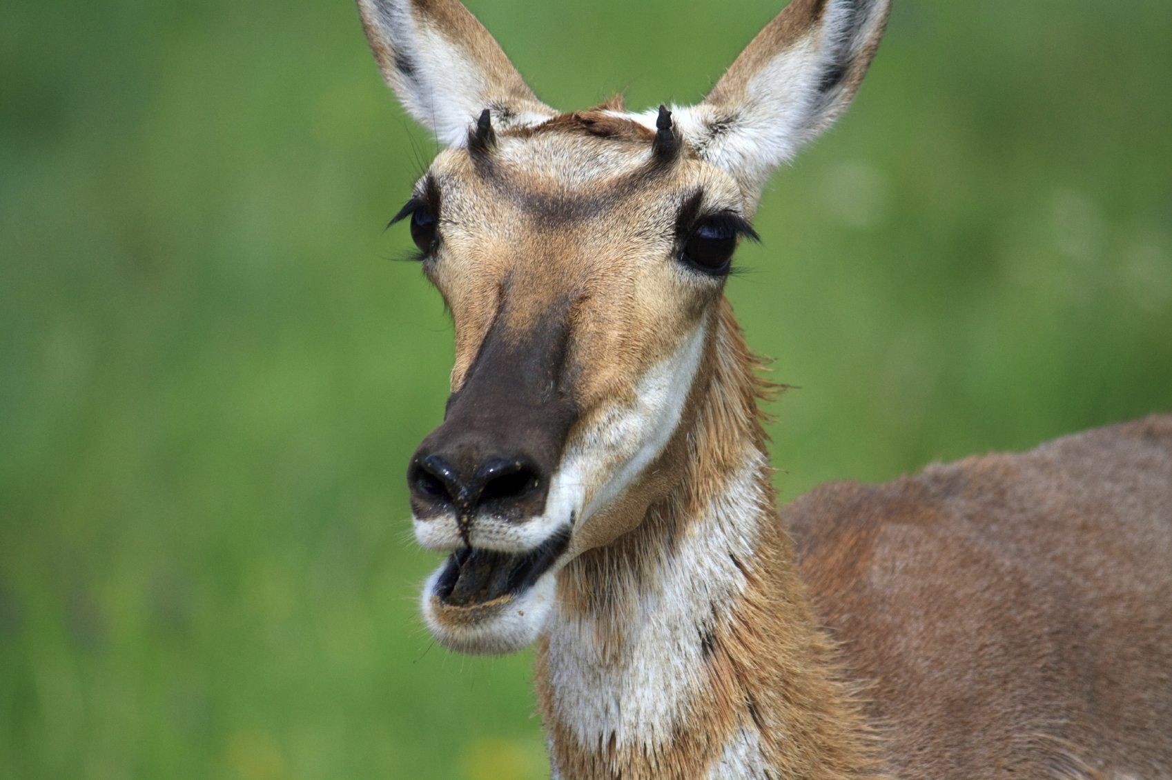 Pronghorn Antelope In Gardens - How Can I Keep Antelope Out Of My ...