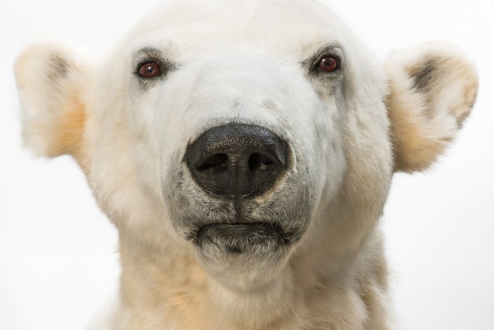 In Photos: Animal Taxidermies Are Uncannily Lifelike | Live Science