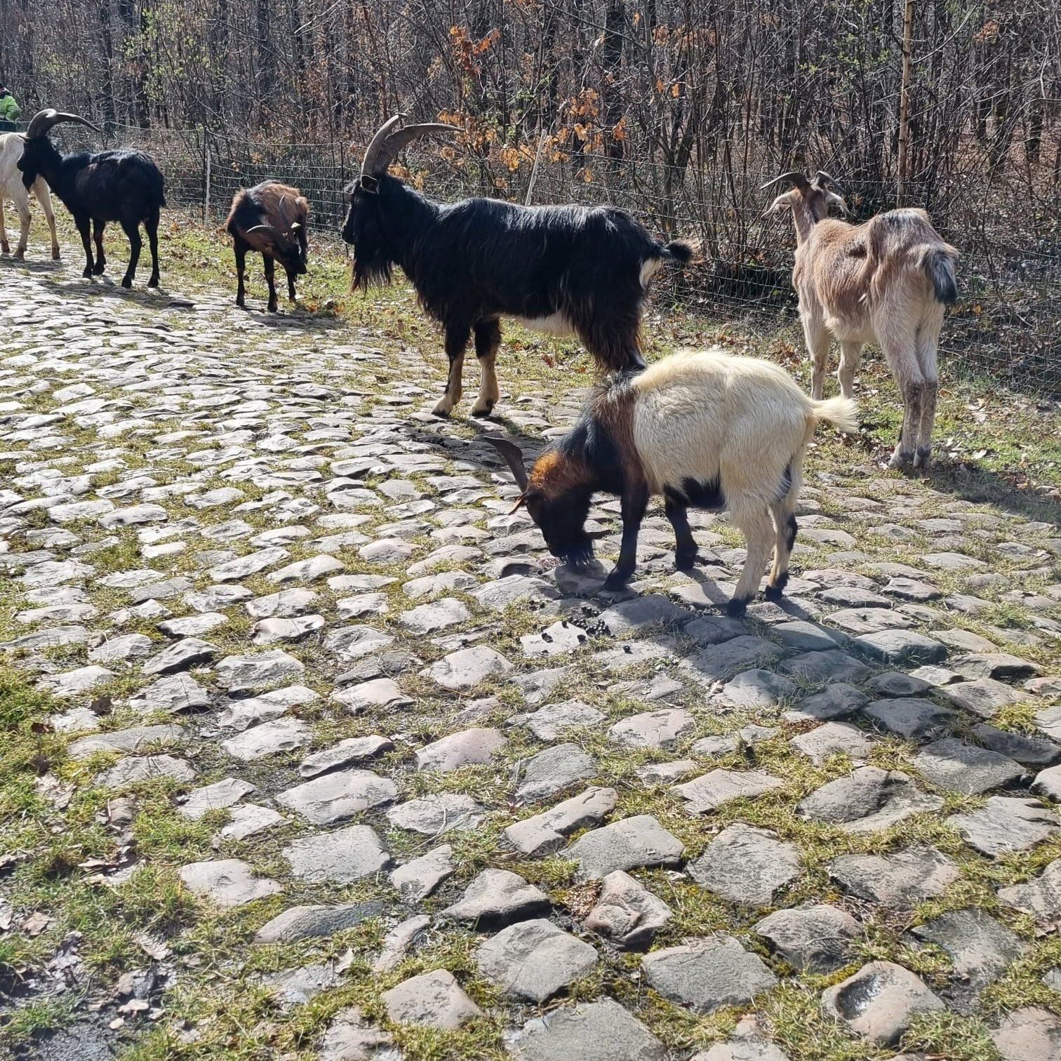 Herd of goats used to clean up Paris-Roubaix's Arenberg Forest cobbles ...