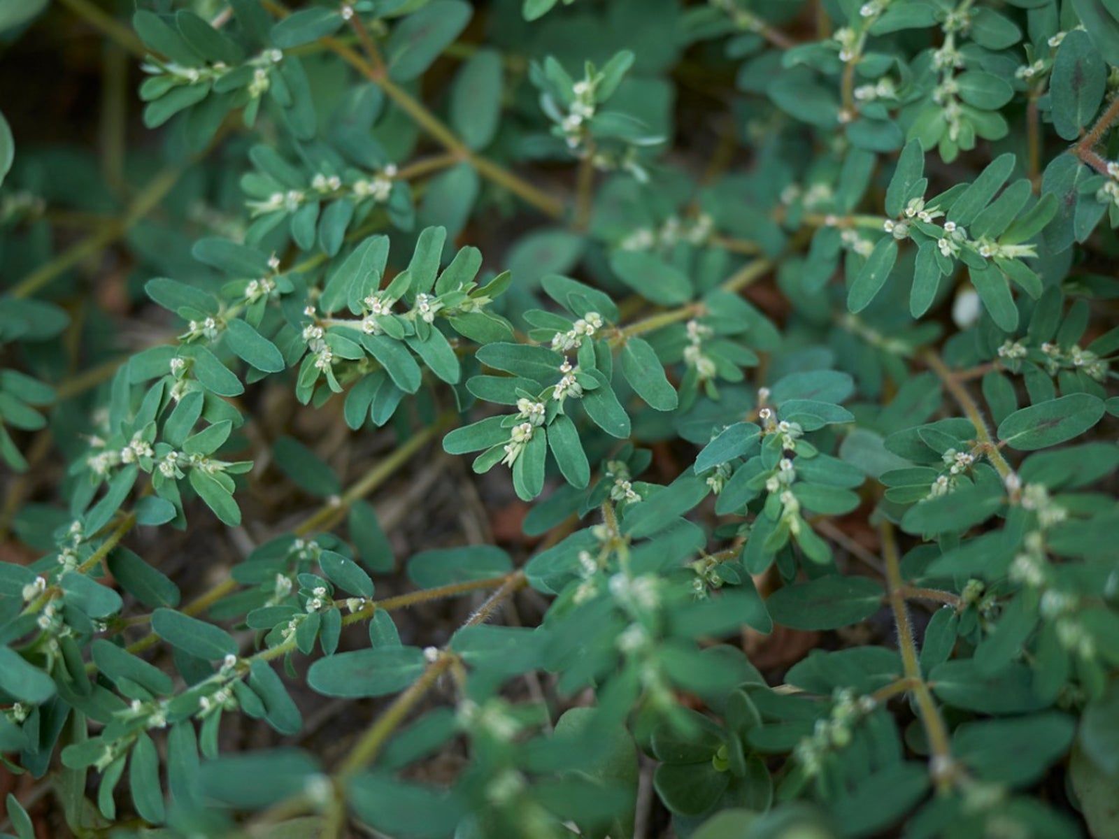Spotted Spurge Weed: How To Get Rid Of Spotted Spurge | Gardening Know How