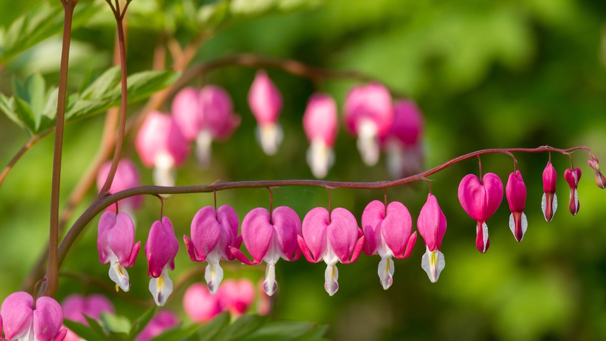 How to plant bare-root bleeding heart: expert garden advice | Homes and ...