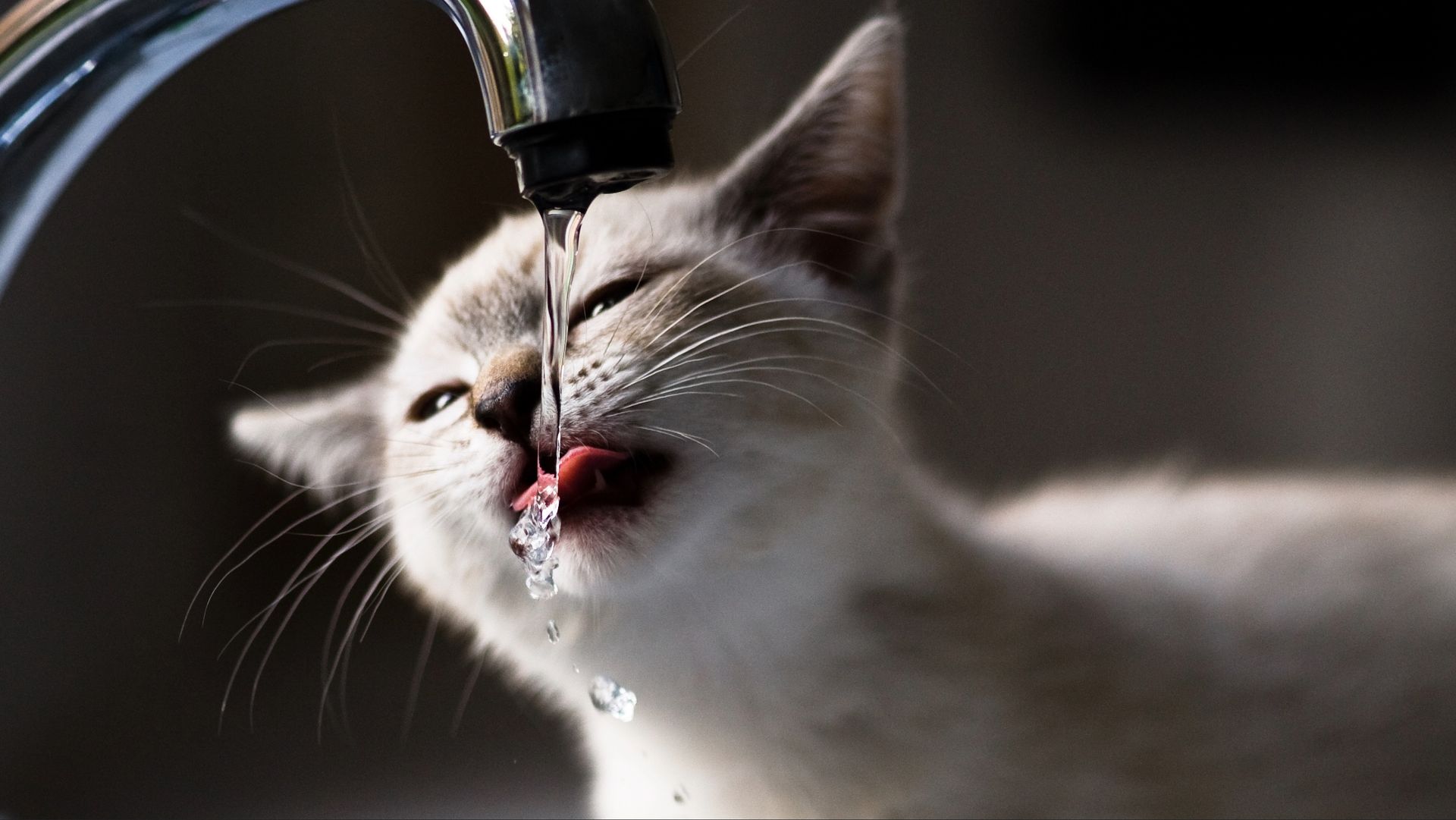 Cat drinking a lot of water: Vet's guide to excessive thirst in cats ...