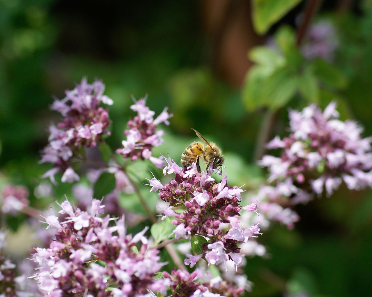 Best plants for pollinators: 25 ways to help wildlife | Gardeningetc