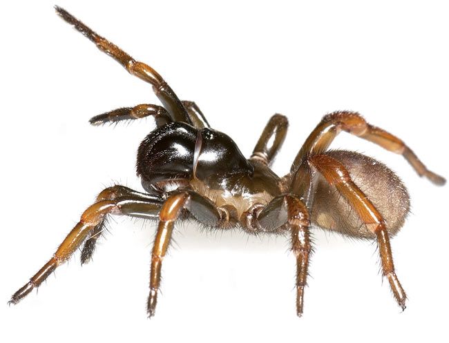 Sneaky Spider Named for Rocker Neil Young | Live Science