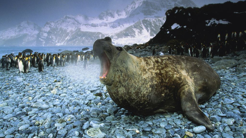 32 of the loudest animals on Earth | Live Science