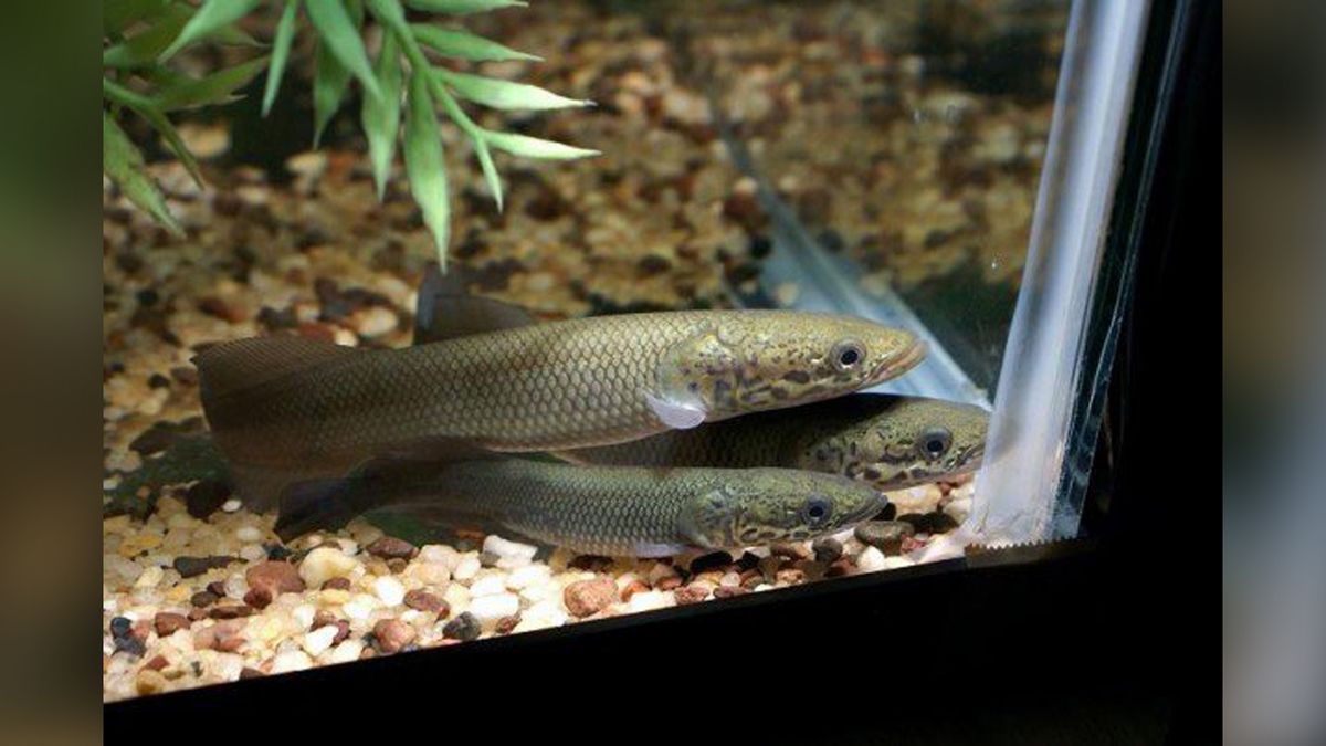 Amazon 'river monster' turns up dead in Florida | Live Science