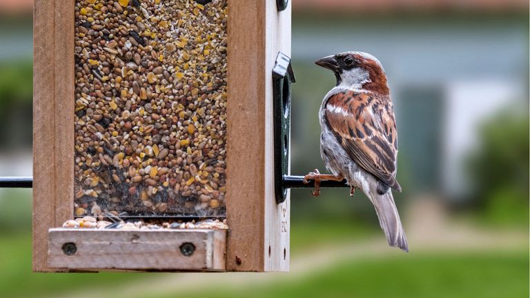 How to feed birds: 5 methods experts recommend using | Homes and Gardens