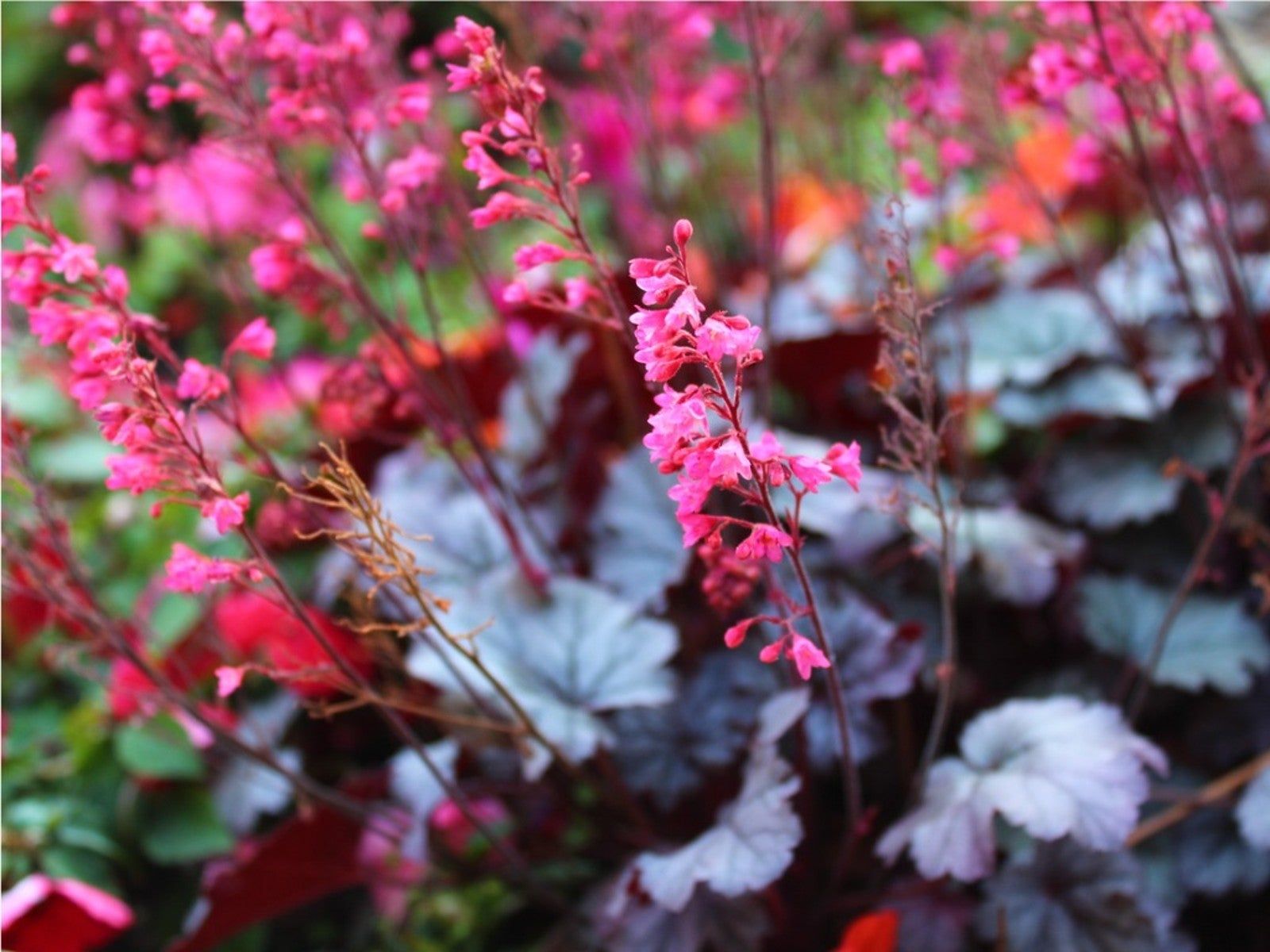 Coral Bells Flowers - How To Grow Coral Bells | Gardening Know How