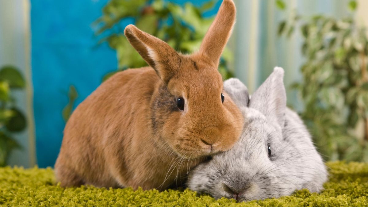 32 things to consider before getting a rabbit | PetsRadar