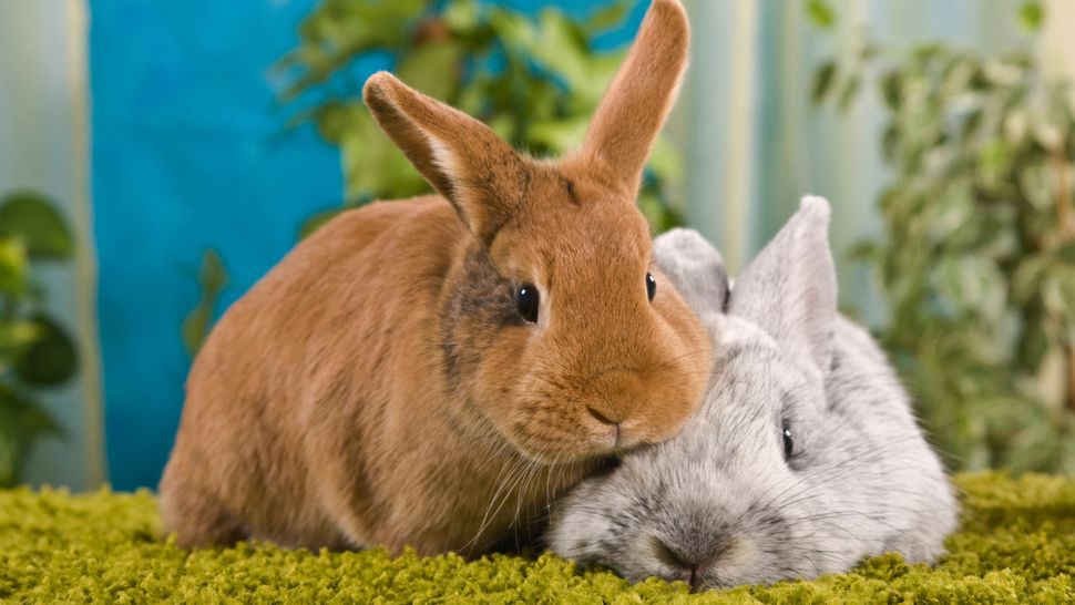 32 things to consider before getting a rabbit | PetsRadar